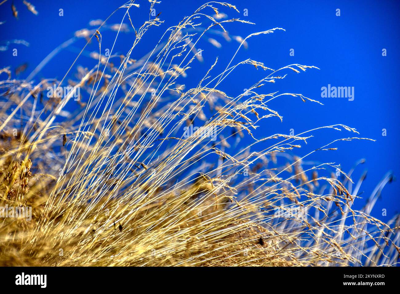 Natur stroh hi-res stock photography and images - Alamy