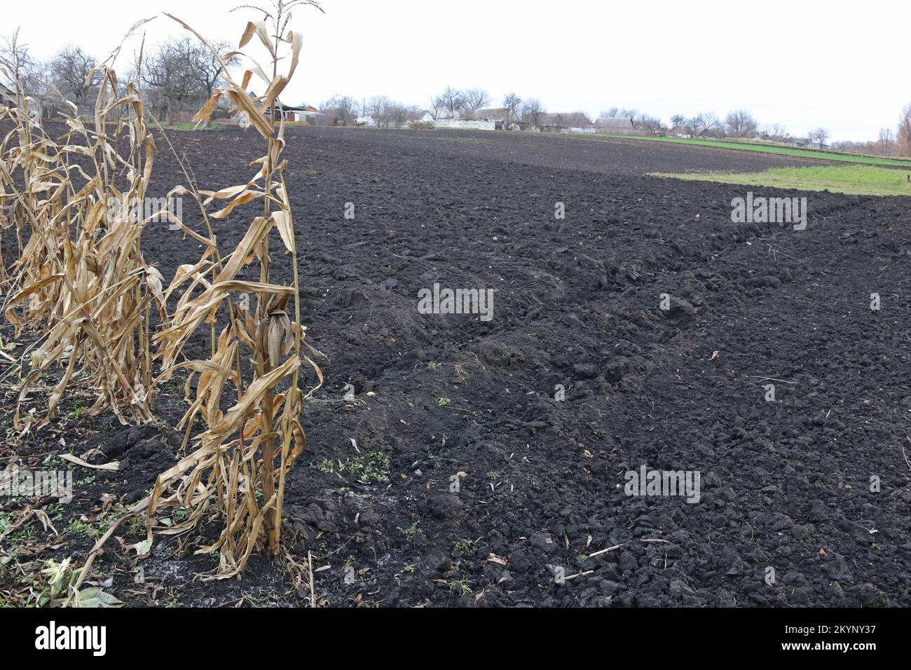 Agricultural plowed field with dry corn in the foreground Stock Photo ...