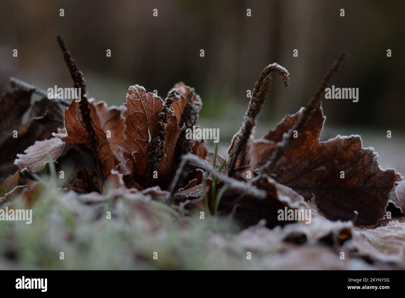 Gras leaves hi-res stock photography and images - Alamy