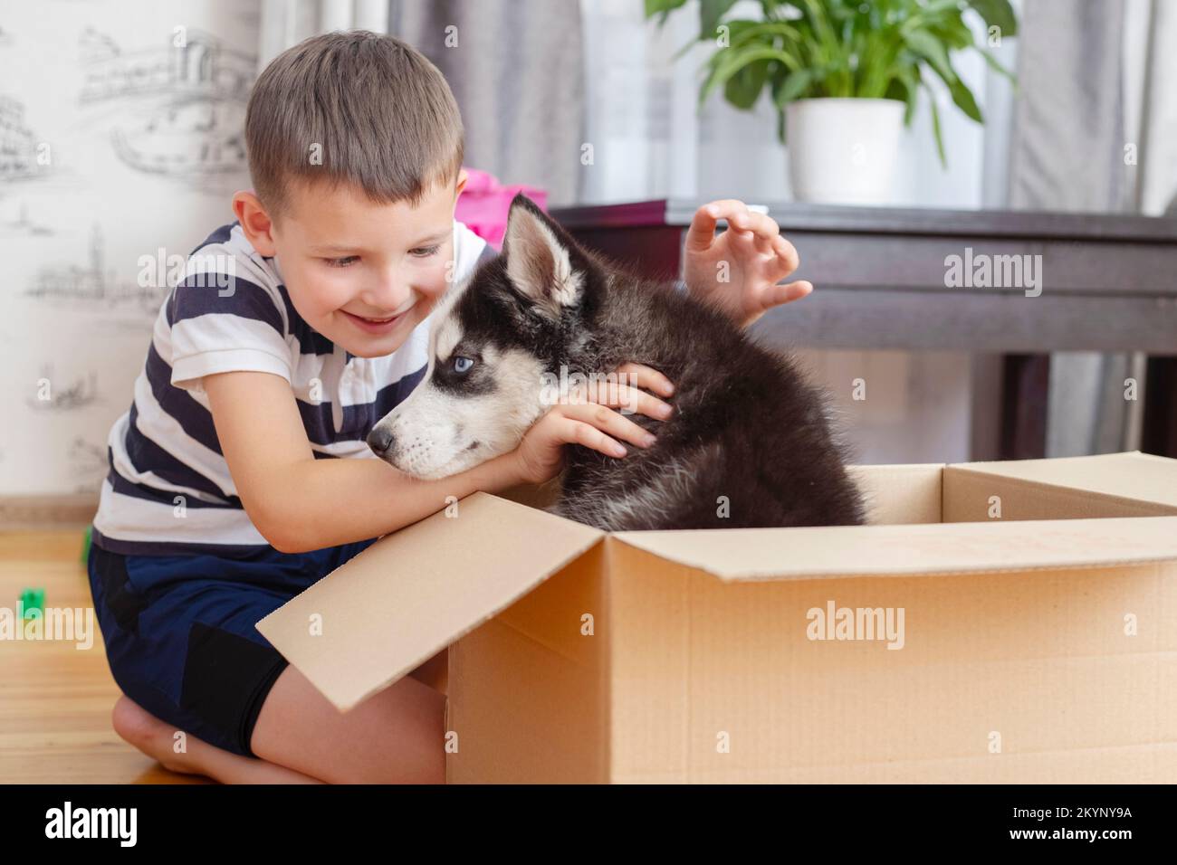 Kid gets out puppy from cardboard box at home. Child has birthday ...
