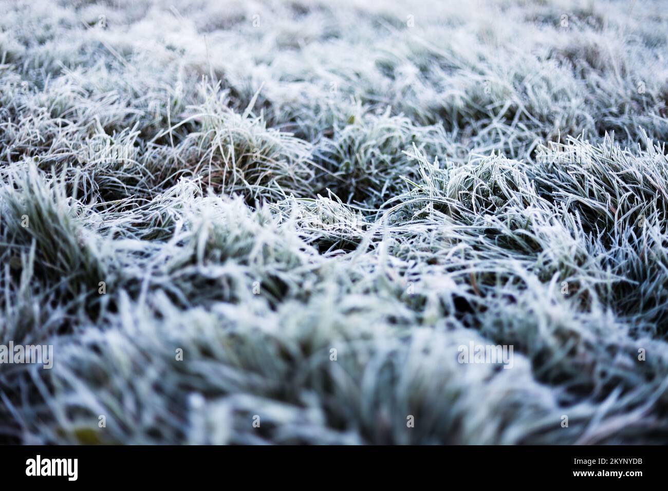 Frozen Grass at First London Frost Stock Photo - Alamy