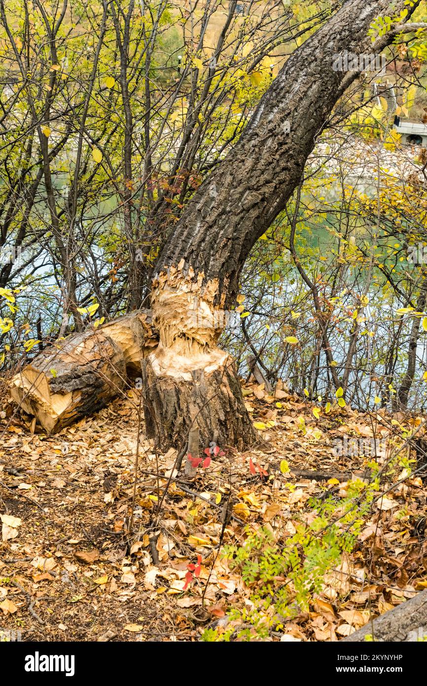 Tree damaged by beaver in city park Stock Photo - Alamy
