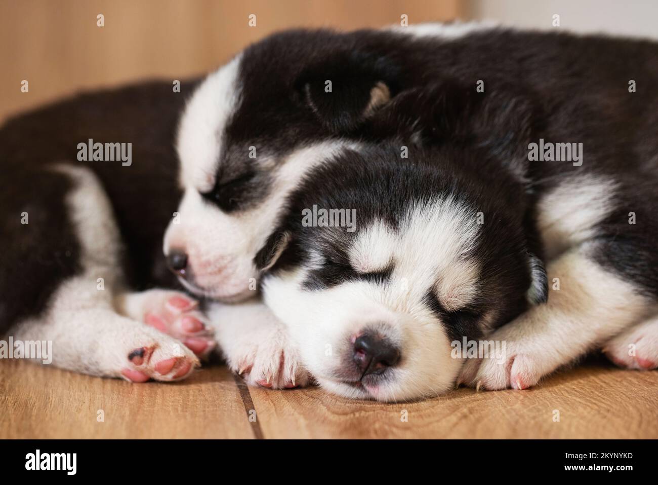 Puppies sleeping on the floor hi-res stock photography and images - Alamy