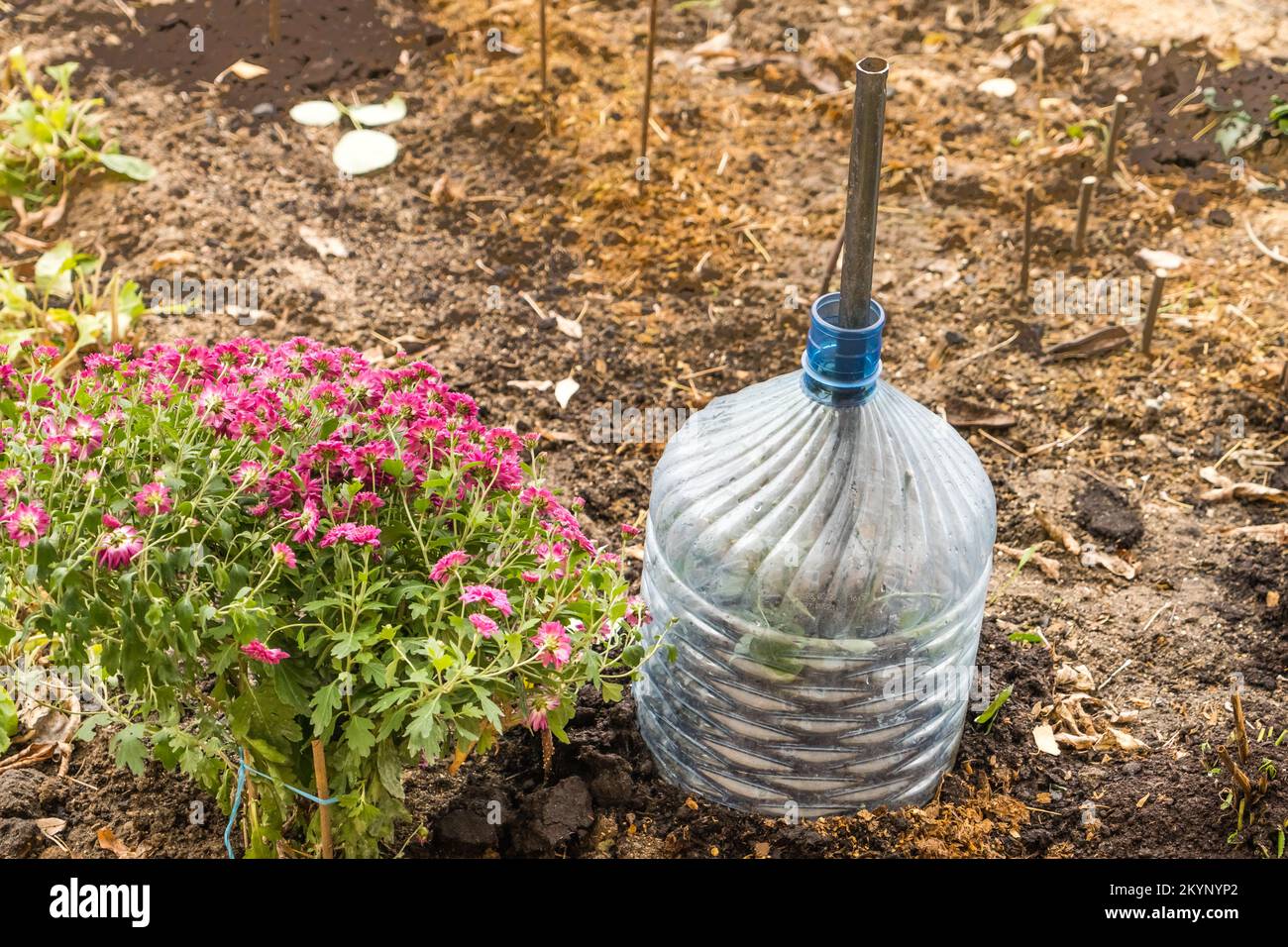 Recycling plastic bottle for garden roses winterization Stock Photo - Alamy