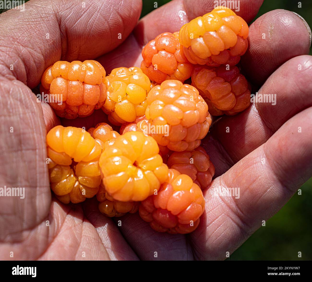 Cloud Berries in hand Stock Photo - Alamy