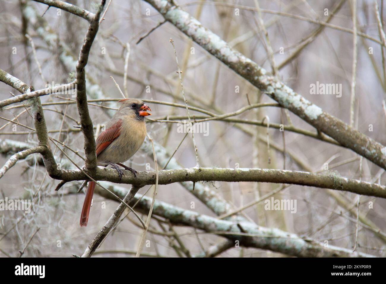 Scenes from Brazos Bend State Park in Texas Stock Photo - Alamy