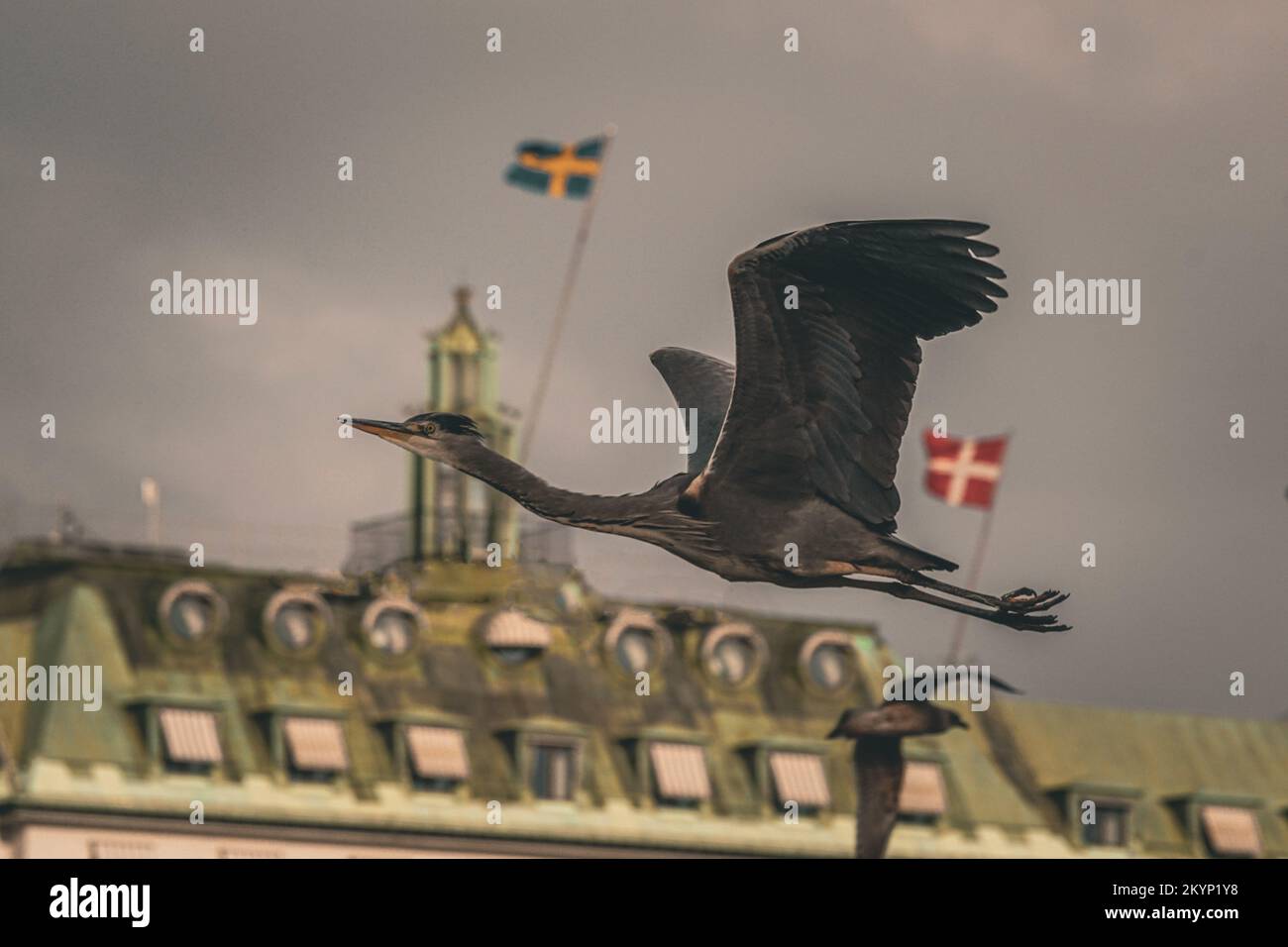 Low angle view of bird flying against building Stock Photo - Alamy