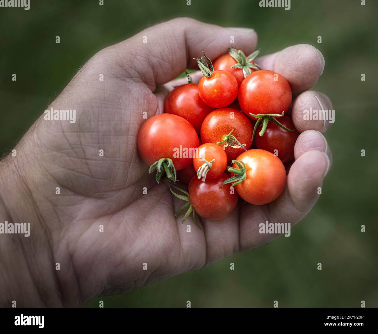 Hand full of Cherry Tomatos Stock Photo - Alamy