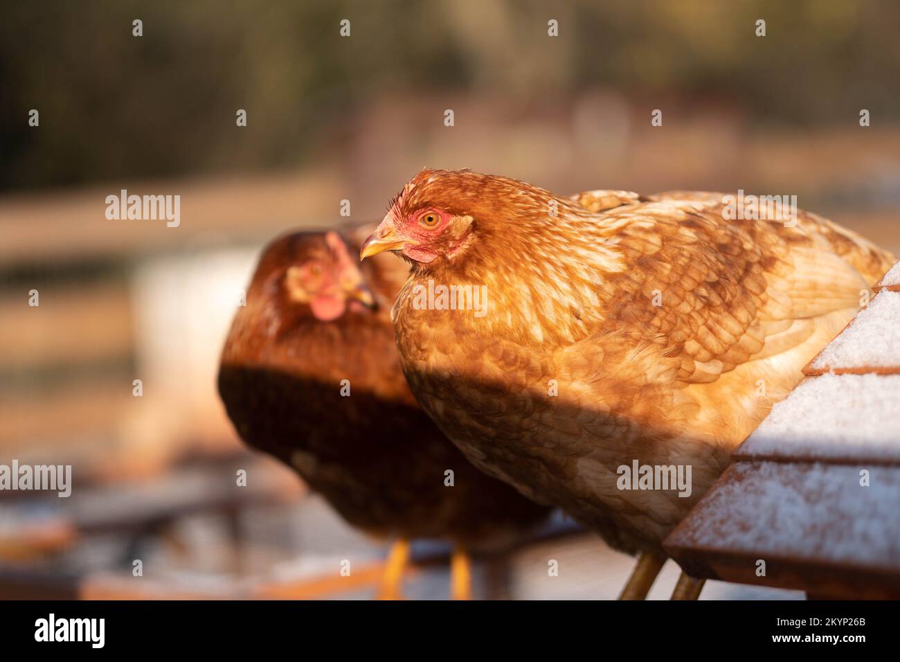 Two Red Hens in the snow. Free Range and Organic breed Hen. Eco farm ...