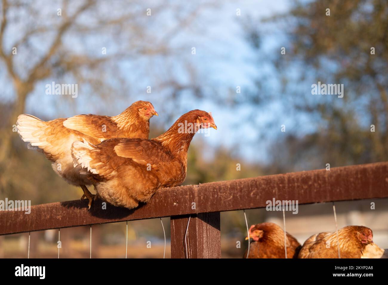 Two Red Hens on the fence in winter. Free Range and Organic breed Hen ...