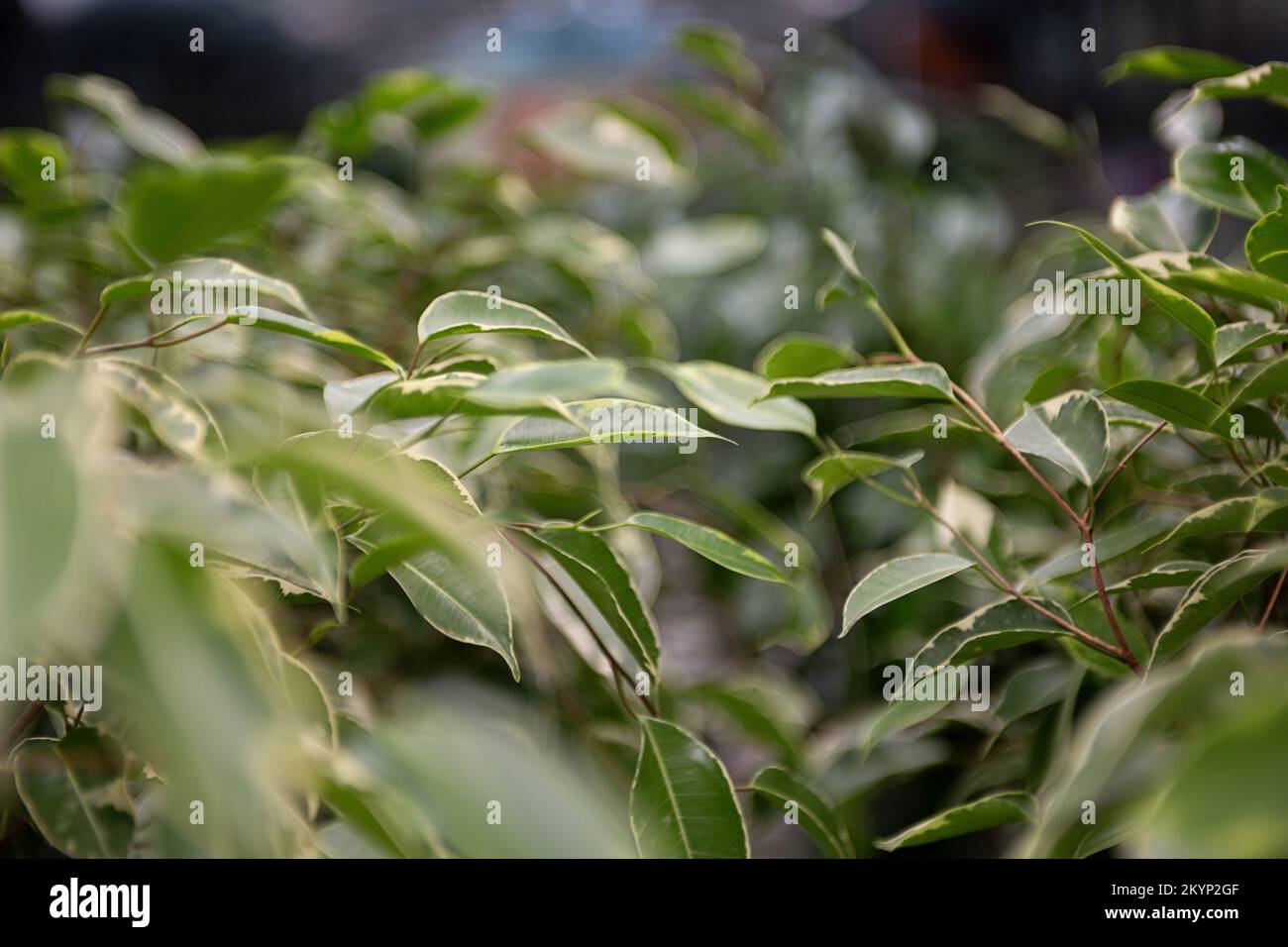 Closeup photography of ficuses buds in pots at greenhouse. Background ...