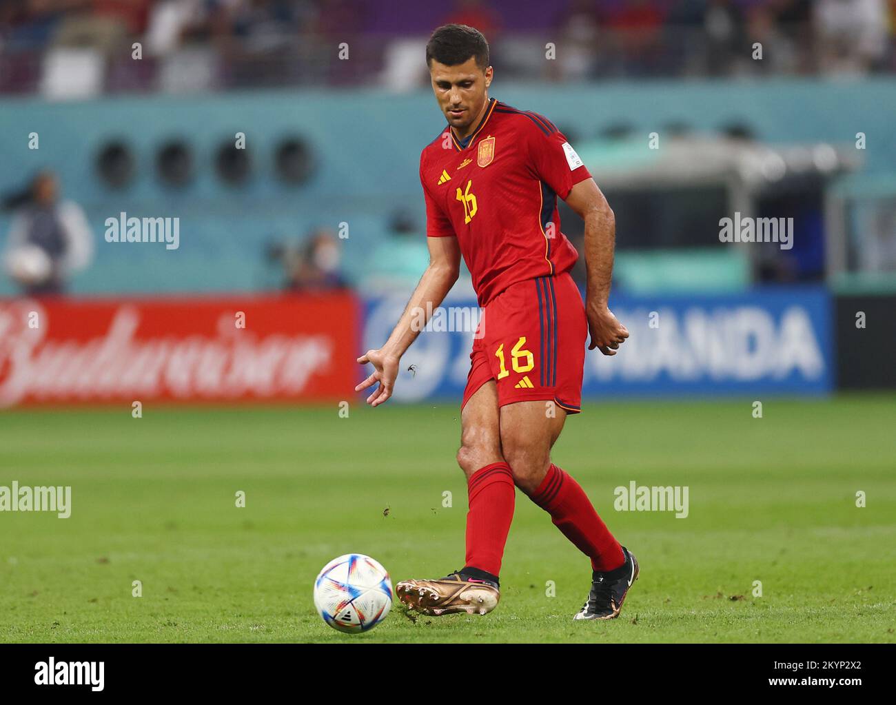 Doha, Qatar, 1st December 2022. Rodri of Spain during the FIFA World ...