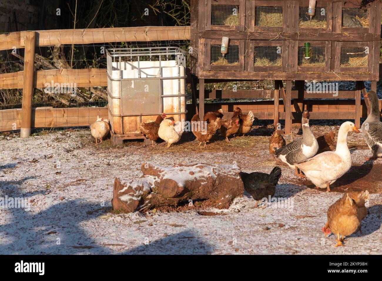 Ducks, geese, chickens feed on the traditional country yard in winter. Free range poultry ...