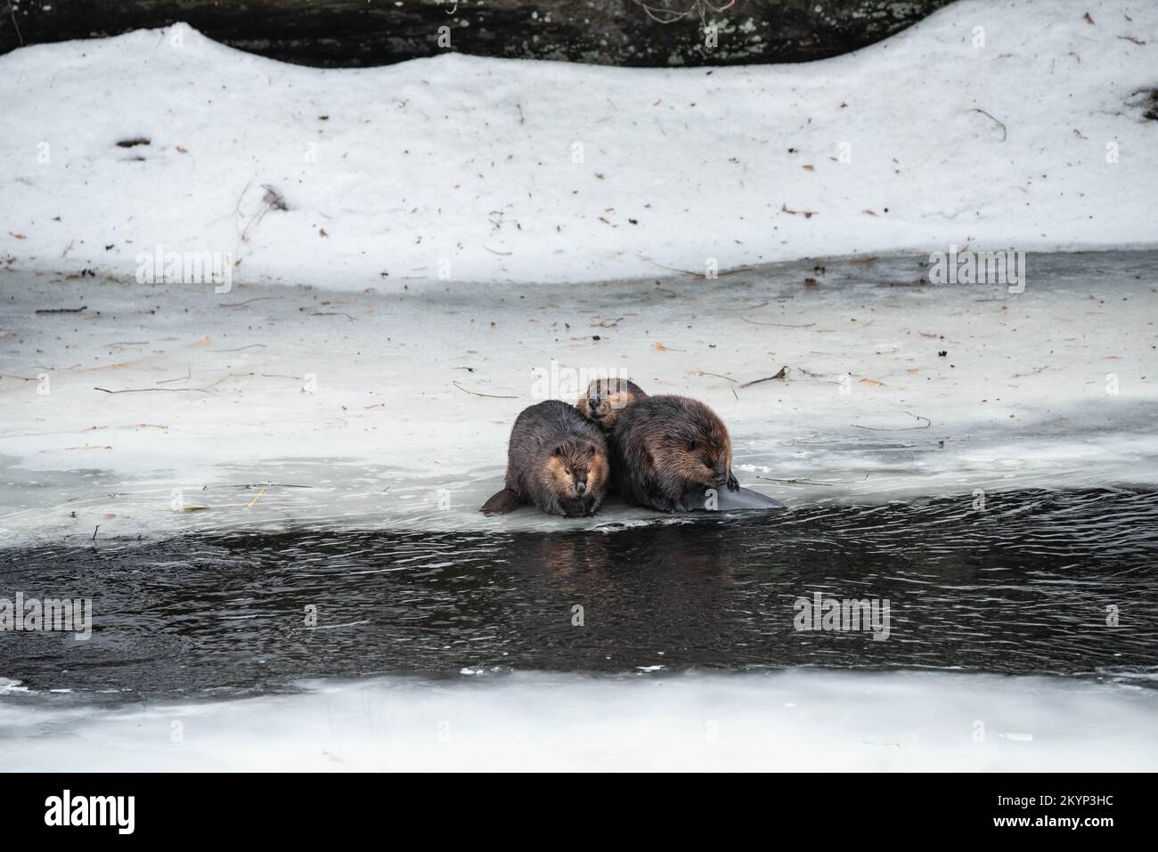 Beaver family hi-res stock photography and images - Alamy