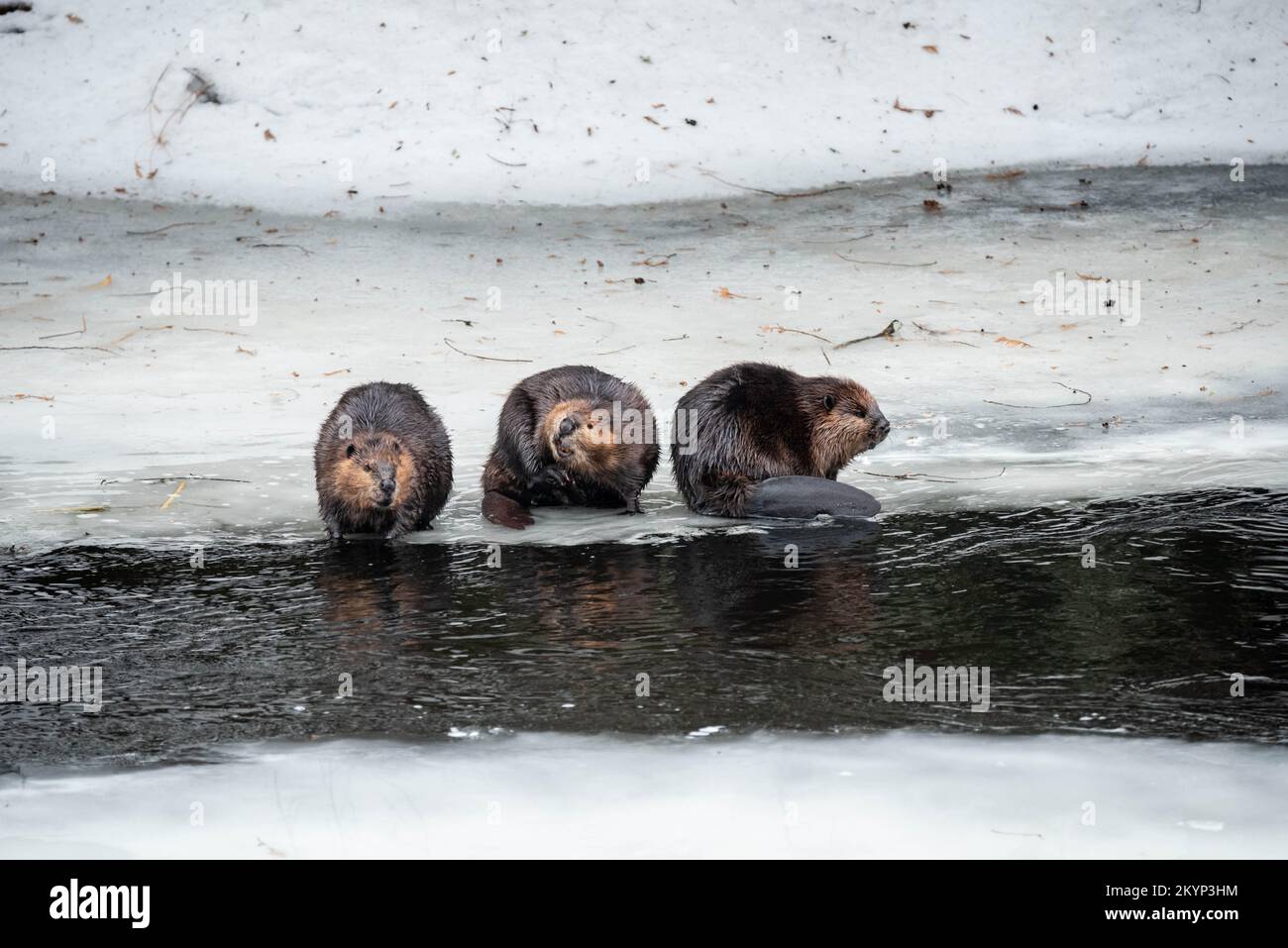 Three Canadian Beaver Family Members On The Ice In Spring Stock Photo ...