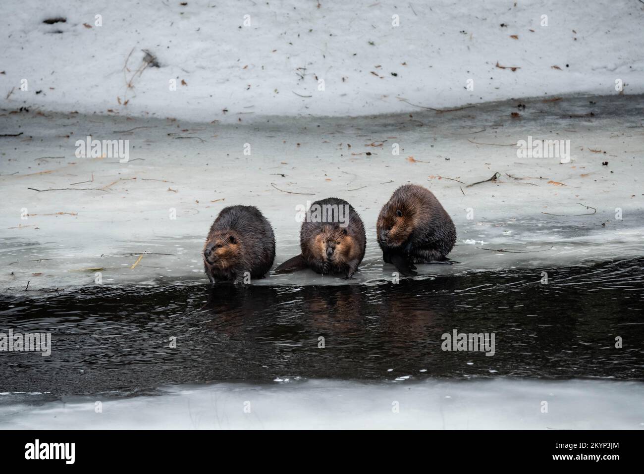 Canadaian beaver hi-res stock photography and images - Alamy