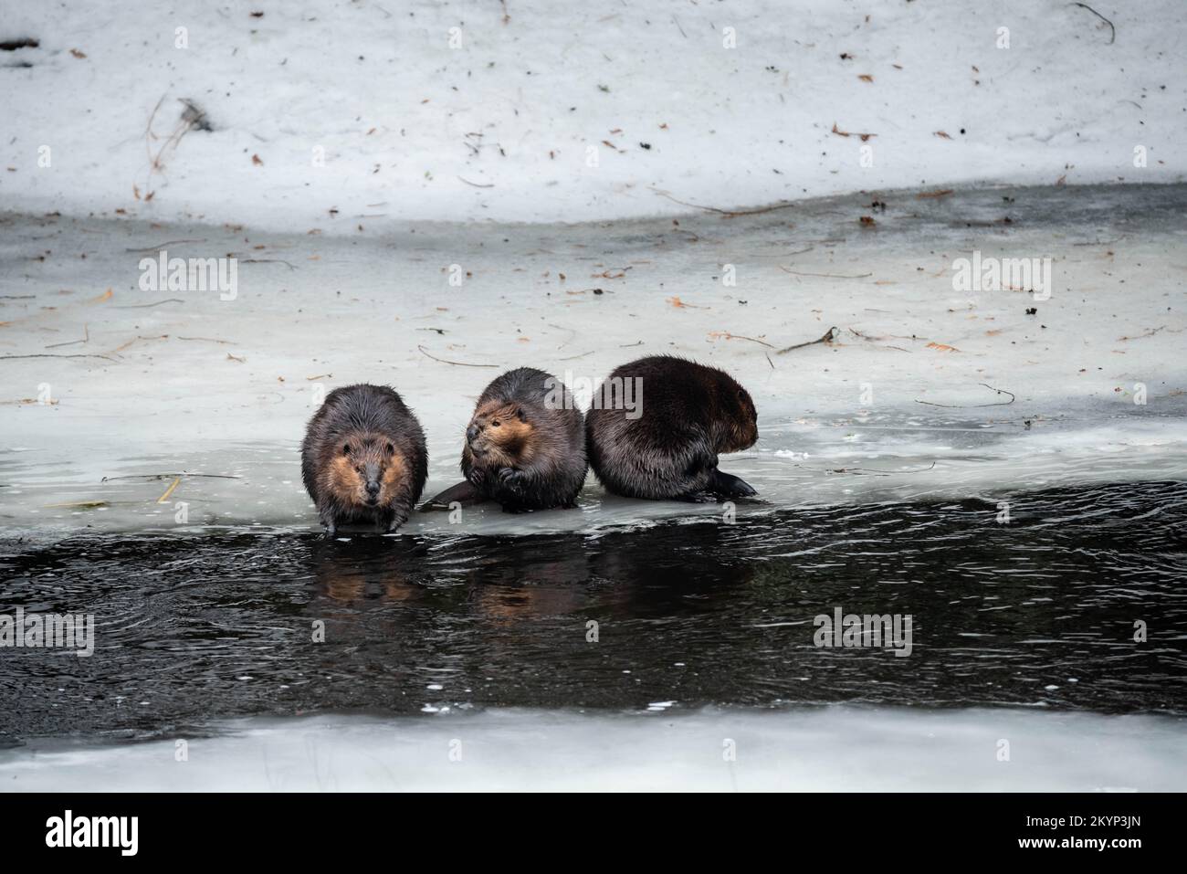 Three Canadian Beaver Family Members On The Ice In Spring Stock Photo ...