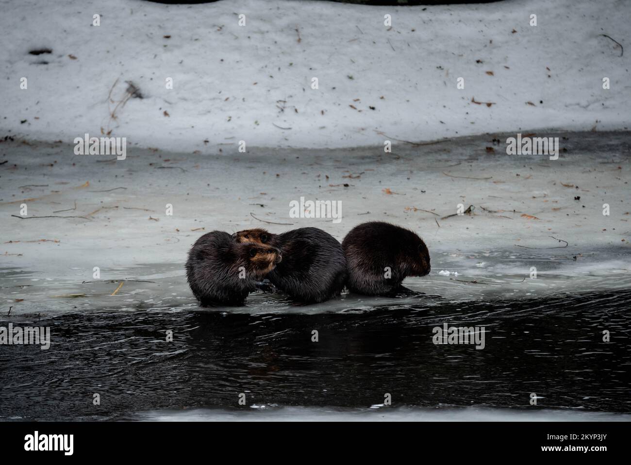 Three Canadian Beaver Family Members On The Ice In Spring Stock Photo ...