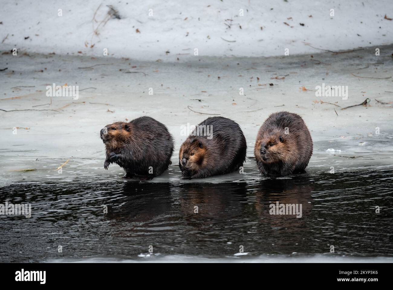 Canadaian beaver hi-res stock photography and images - Alamy