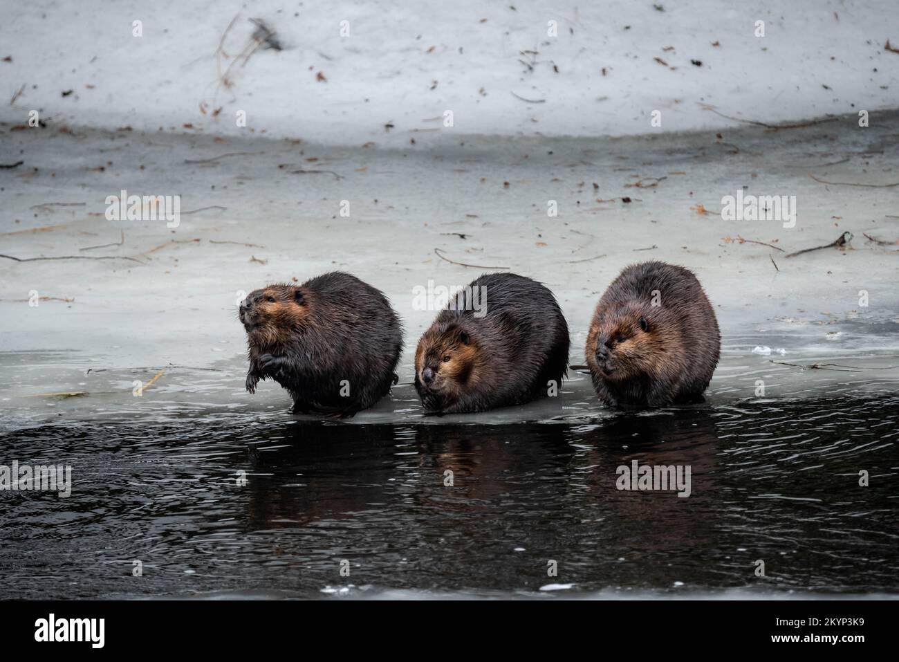Beaver family hi-res stock photography and images - Alamy