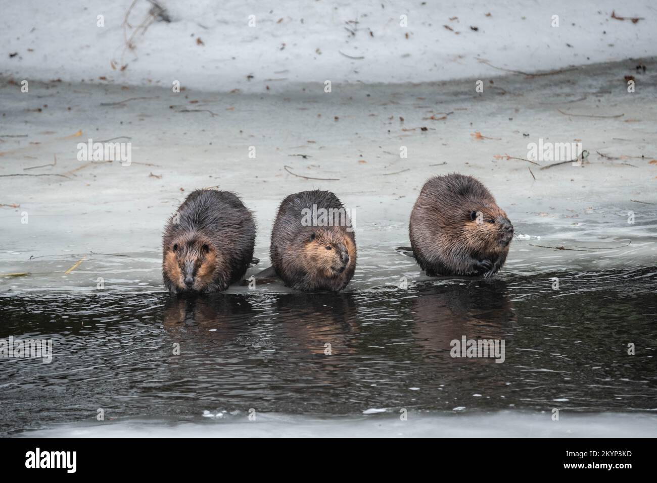 Canadaian beaver hi-res stock photography and images - Alamy