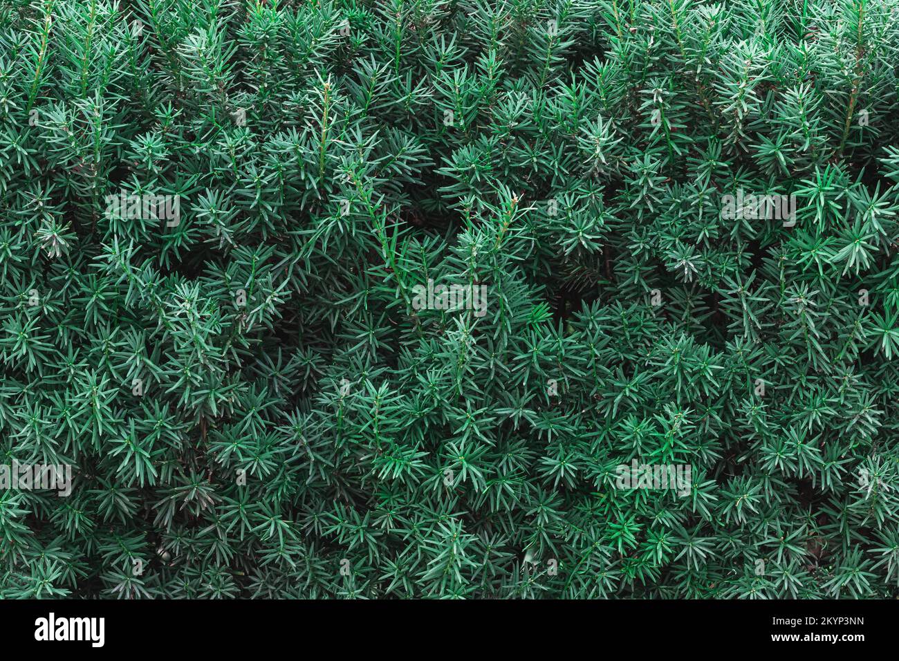 Bush texture hi-res stock photography and images - Alamy