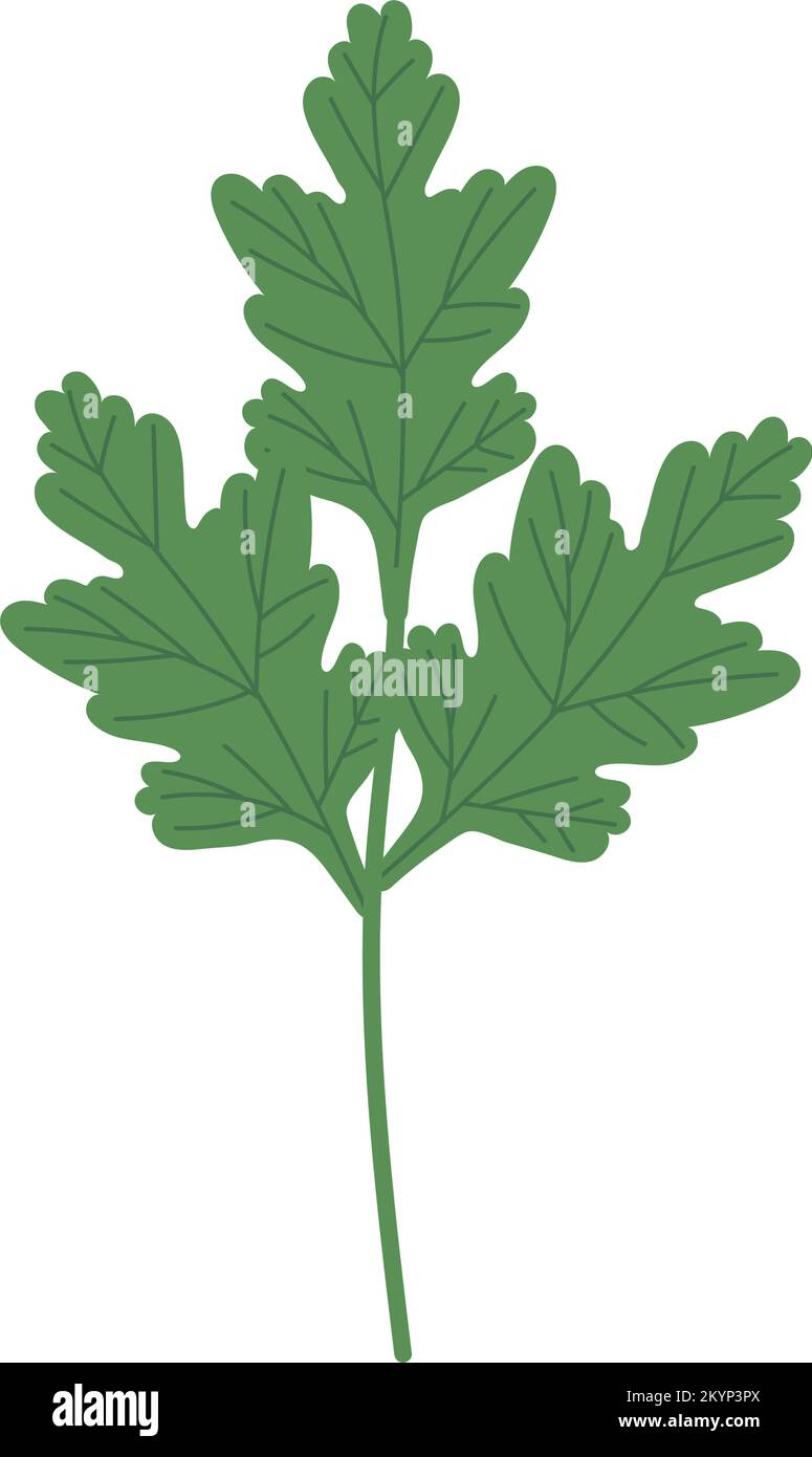Coriander plant leaf on Stock Vector Images - Alamy