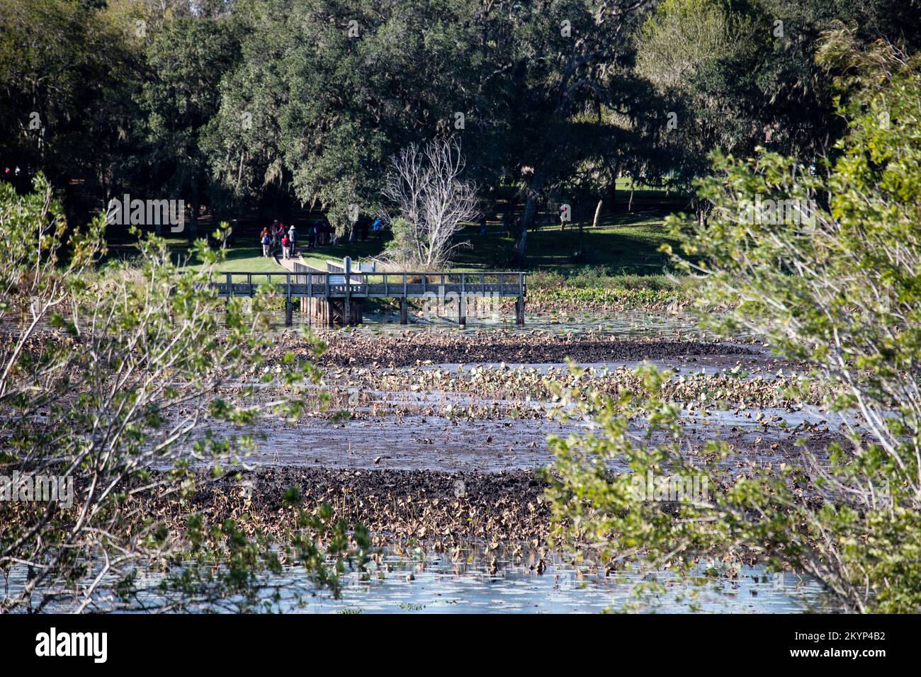 Scenes from Brazos Bend State Park in Texas Stock Photo - Alamy