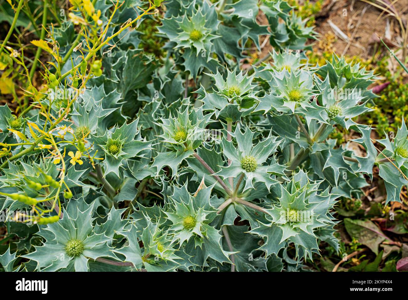 Eryngium maritimum (Sea Holly) thriving on beach Stock Photo - Alamy