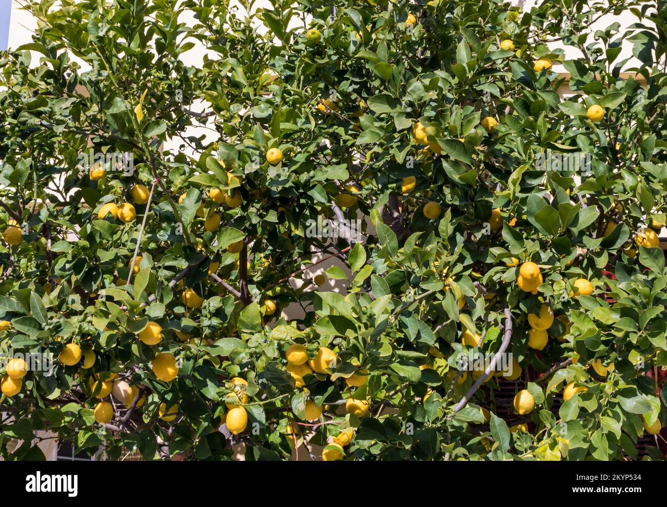 Lots of lemons on a lemon tree. Green leaves. Sunny day Stock Photo - Alamy