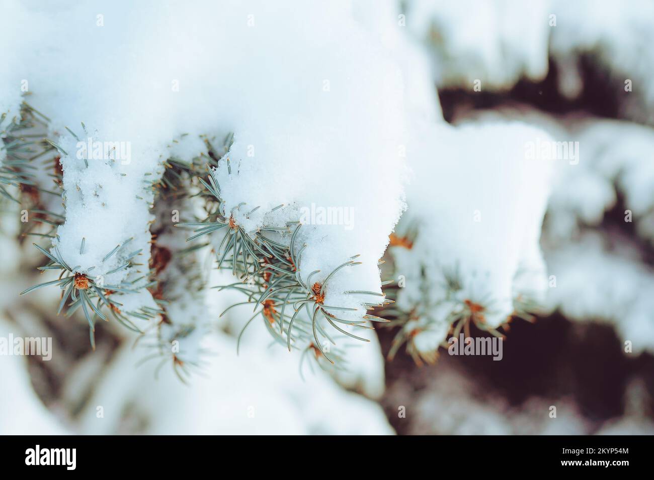 Close up of fir tree branch covered with snow in winter forest. Real ...