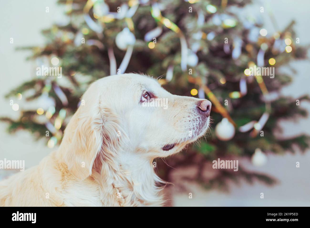 Charming golden retriever near the Christmas tree Stock Photo - Alamy