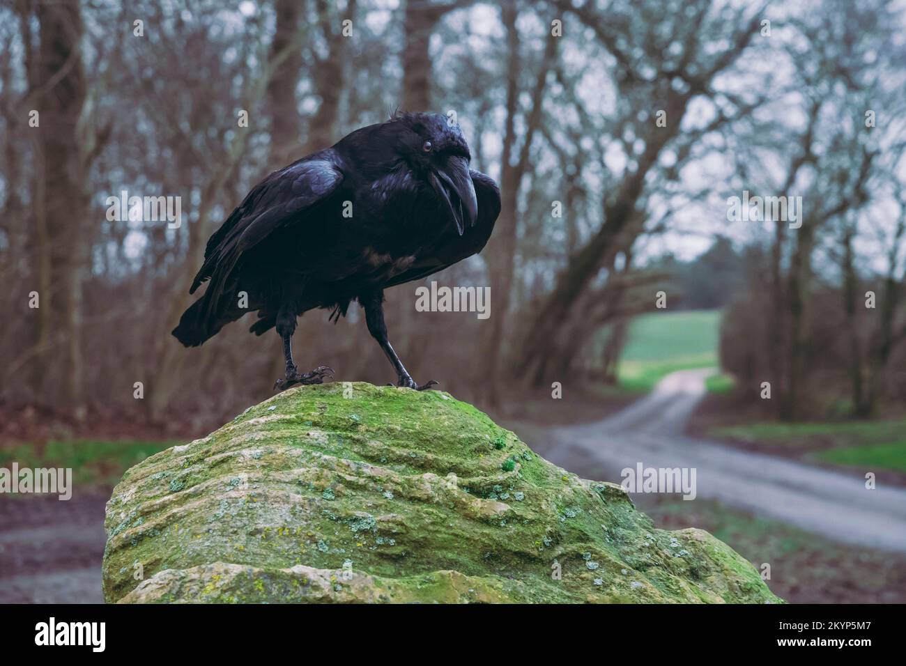Viking raven hi-res stock photography and images - Alamy