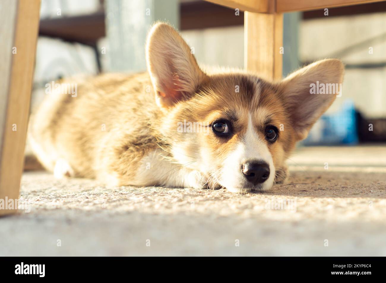 Cute little corgi dog lie on ground outdoors under wooden chair with ...