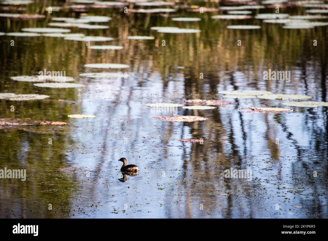 Scenes from Brazos Bend State Park in Texas Stock Photo - Alamy