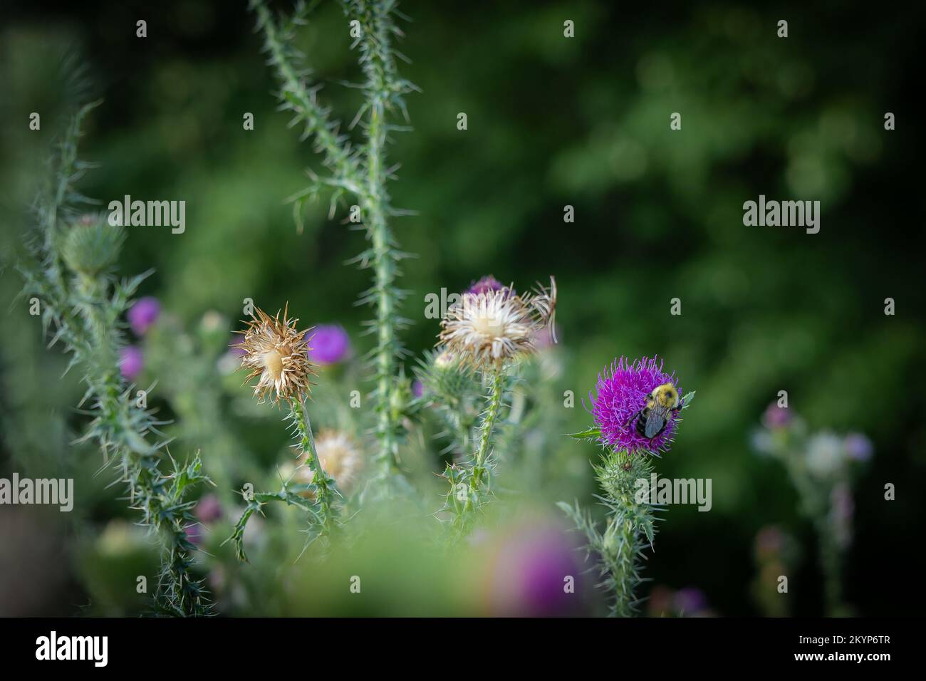 Broad winged thistle hi-res stock photography and images - Alamy