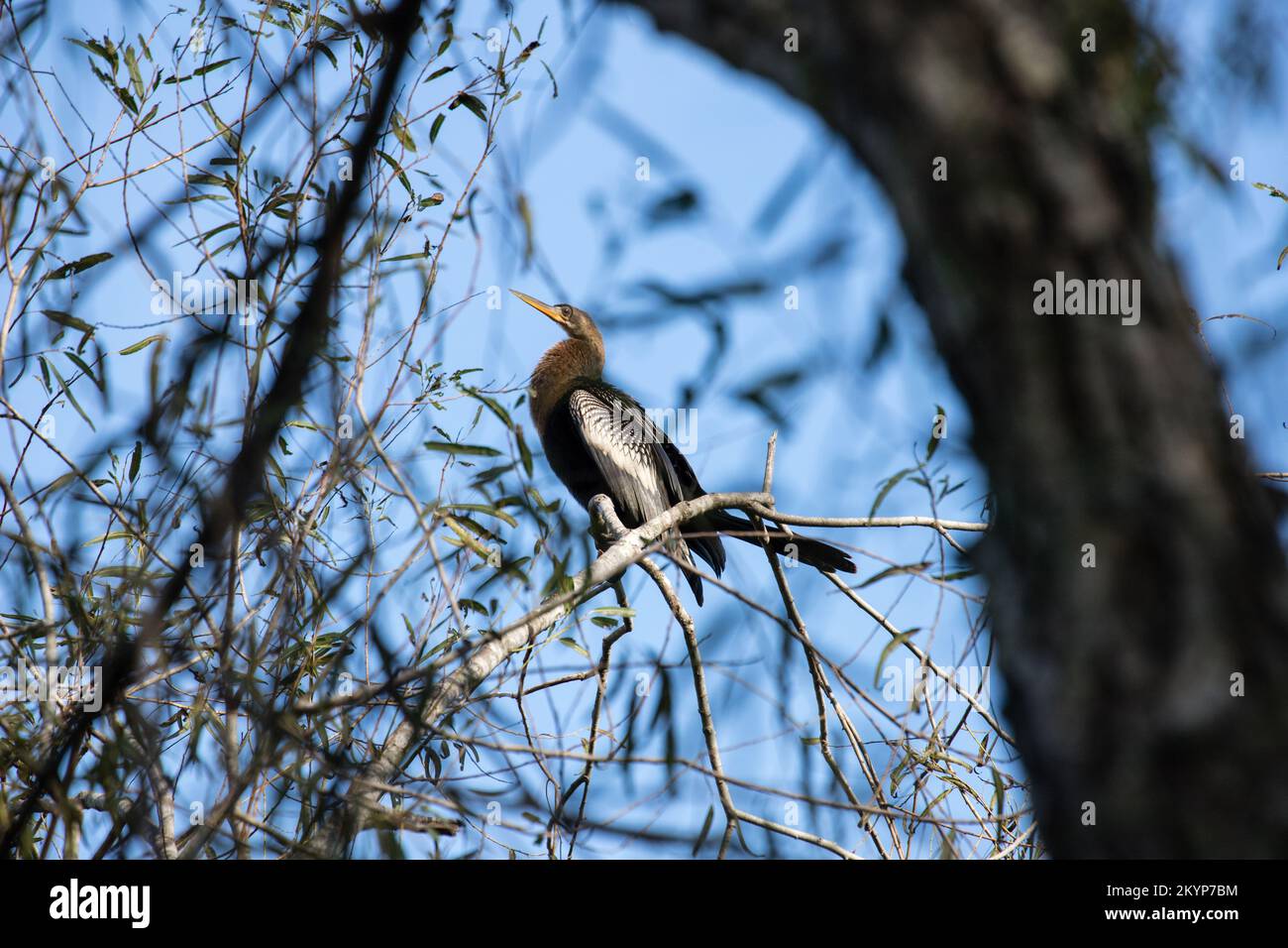Scenes from Brazos Bend State Park in Texas Stock Photo - Alamy