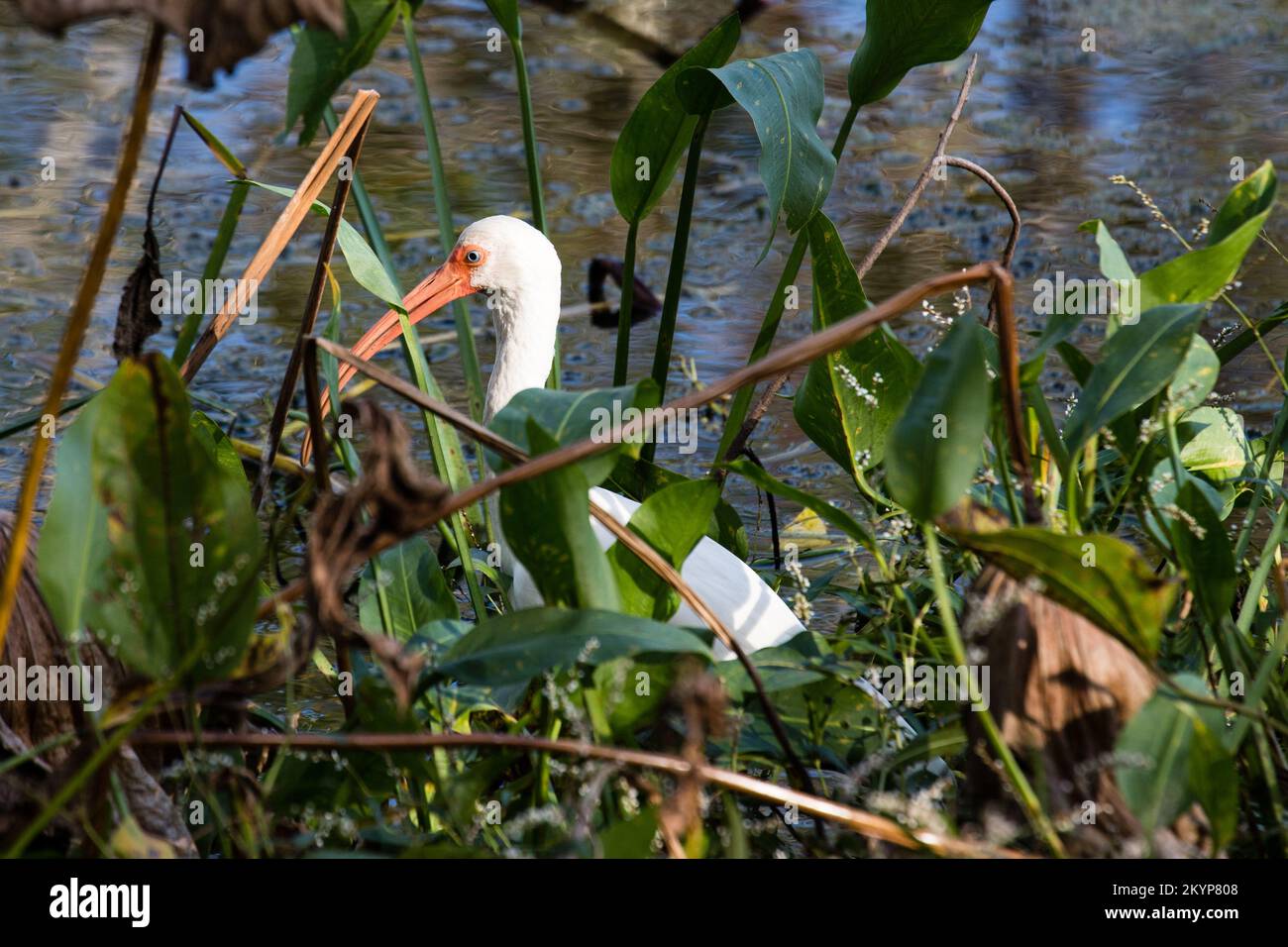 Scenes from Brazos Bend State Park in Texas Stock Photo - Alamy