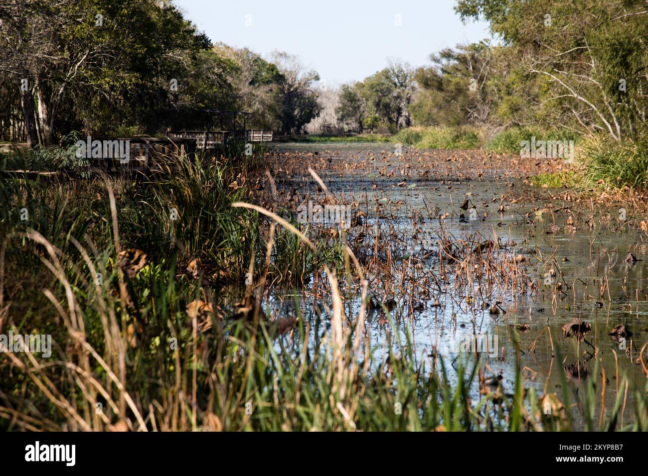 Scenes from Brazos Bend State Park in Texas Stock Photo - Alamy