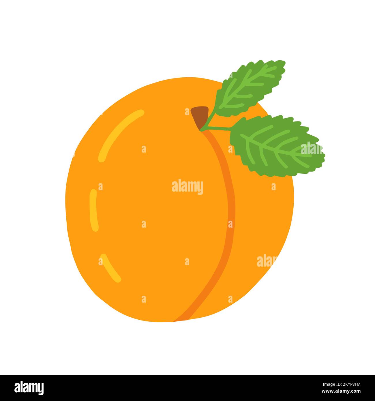 Vector flat apricot isolated Stock Vector Image & Art - Alamy