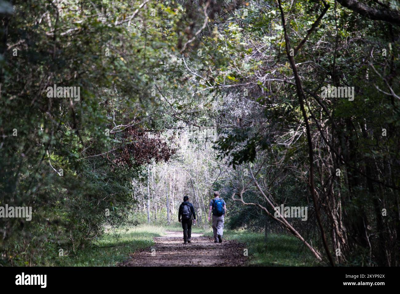 Scenes from Brazos Bend State Park in Texas Stock Photo - Alamy