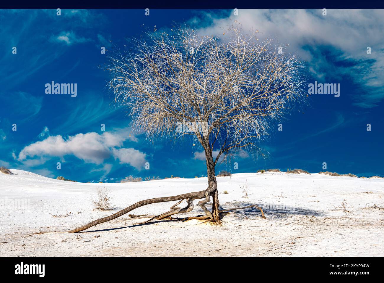 Leafless Tree in White Sands National Park Stock Photo - Alamy