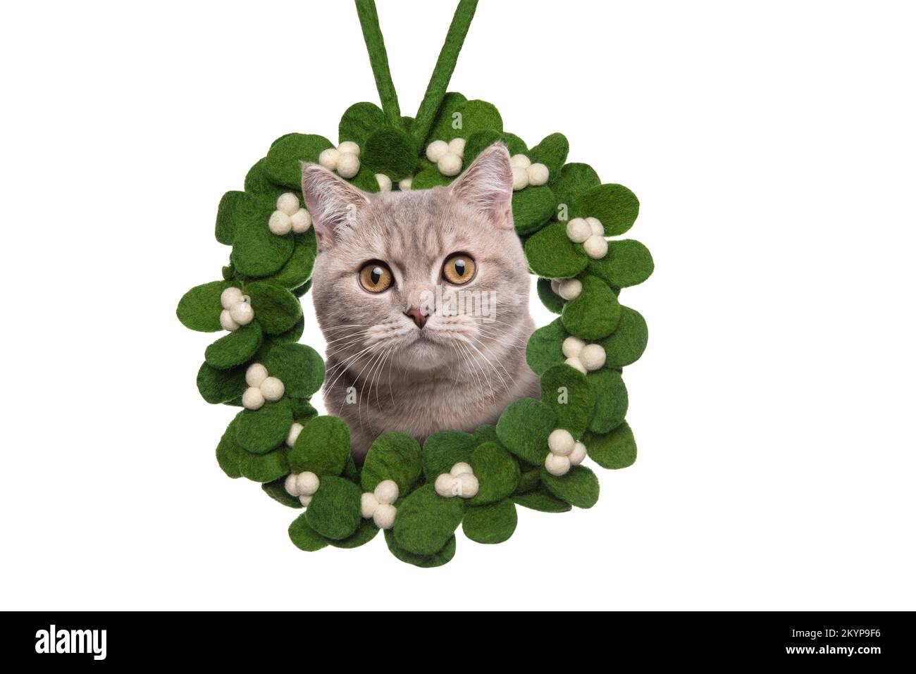 Pretty british shorthair cat sticking its head through an christmas ...