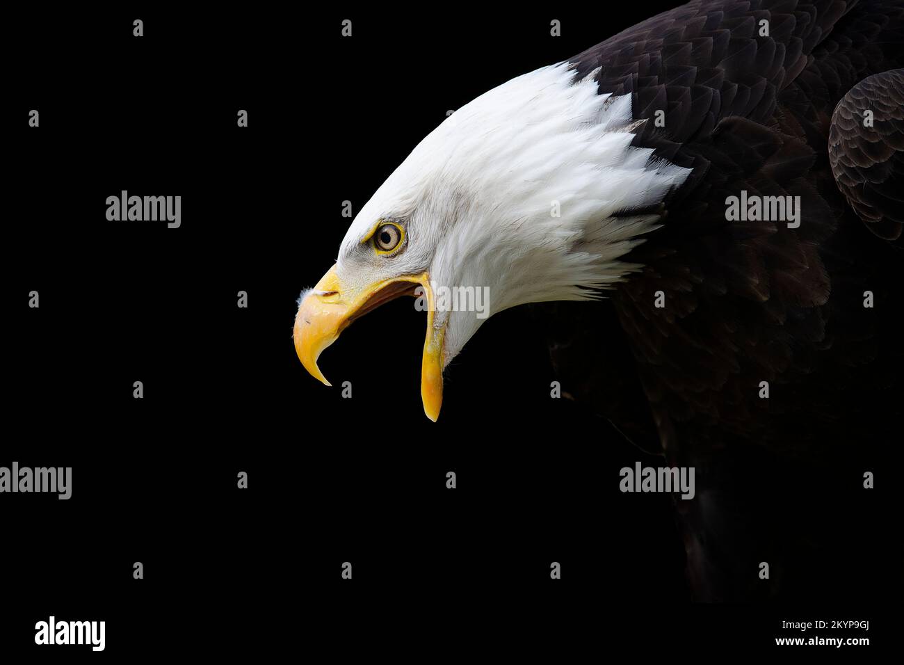 Portrait of a proud pretty and angry bald eagle screaming seen from the ...