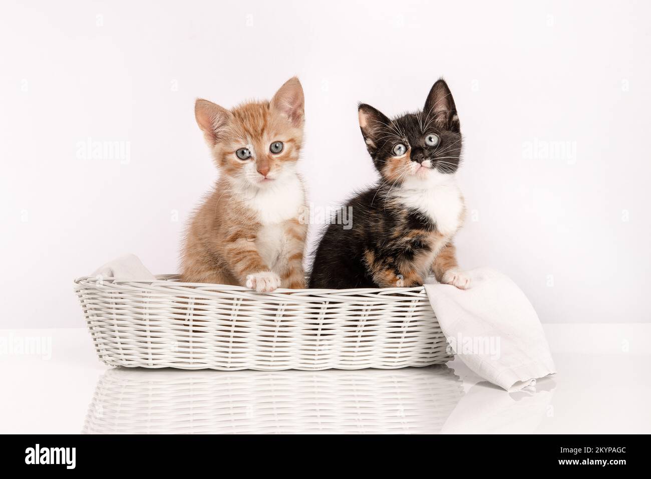 Cute calico and ginger kitten sitting in a white basket and looking in ...