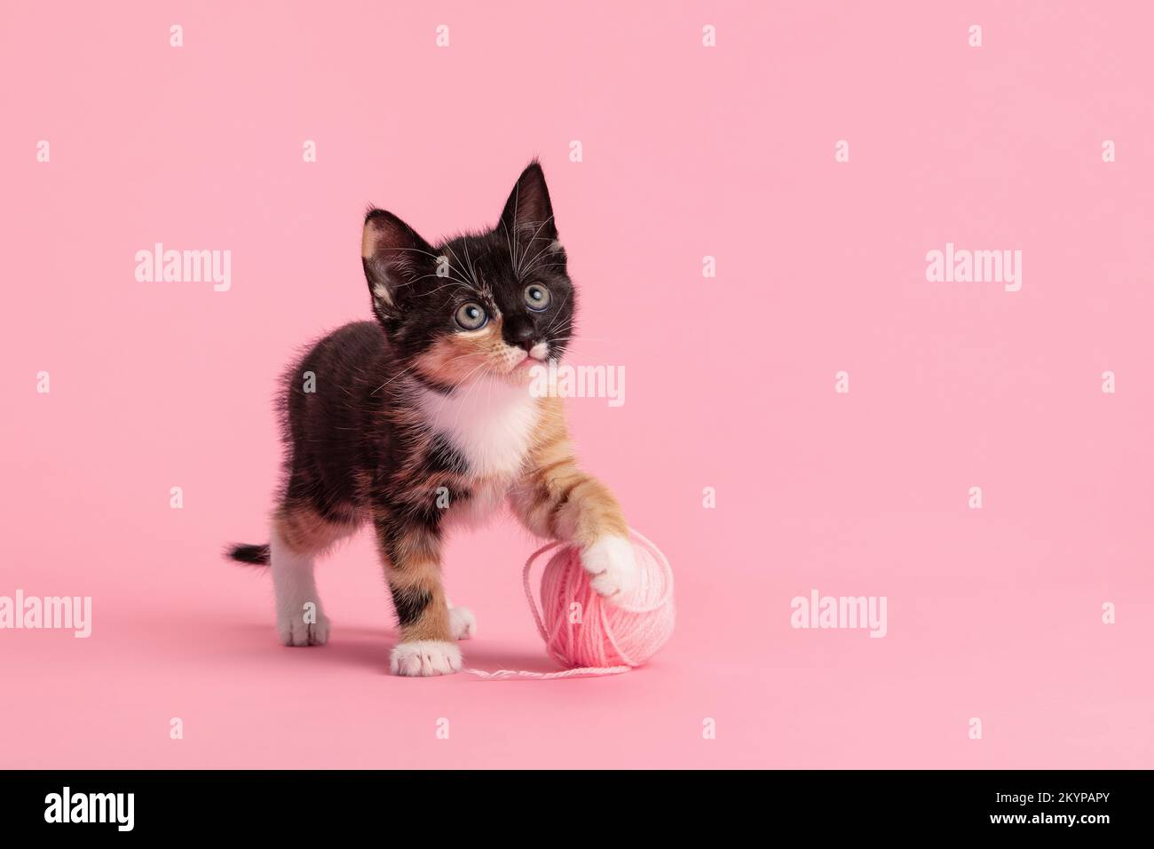 Cute female calico playing with a pink woolen ball looking up on a pink ...