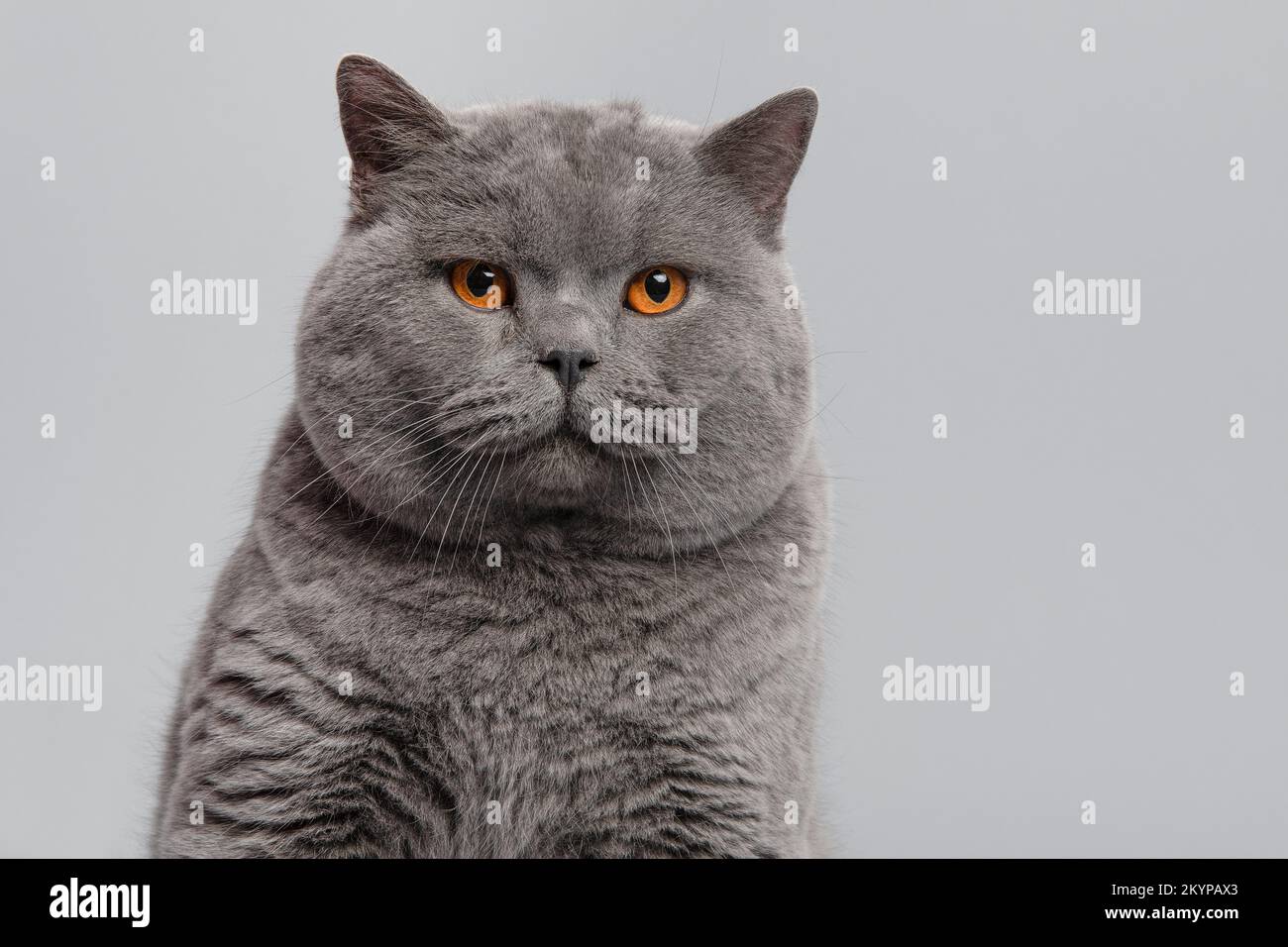 Portrait of a grey purebred british shorthair cat with orange eyes ...