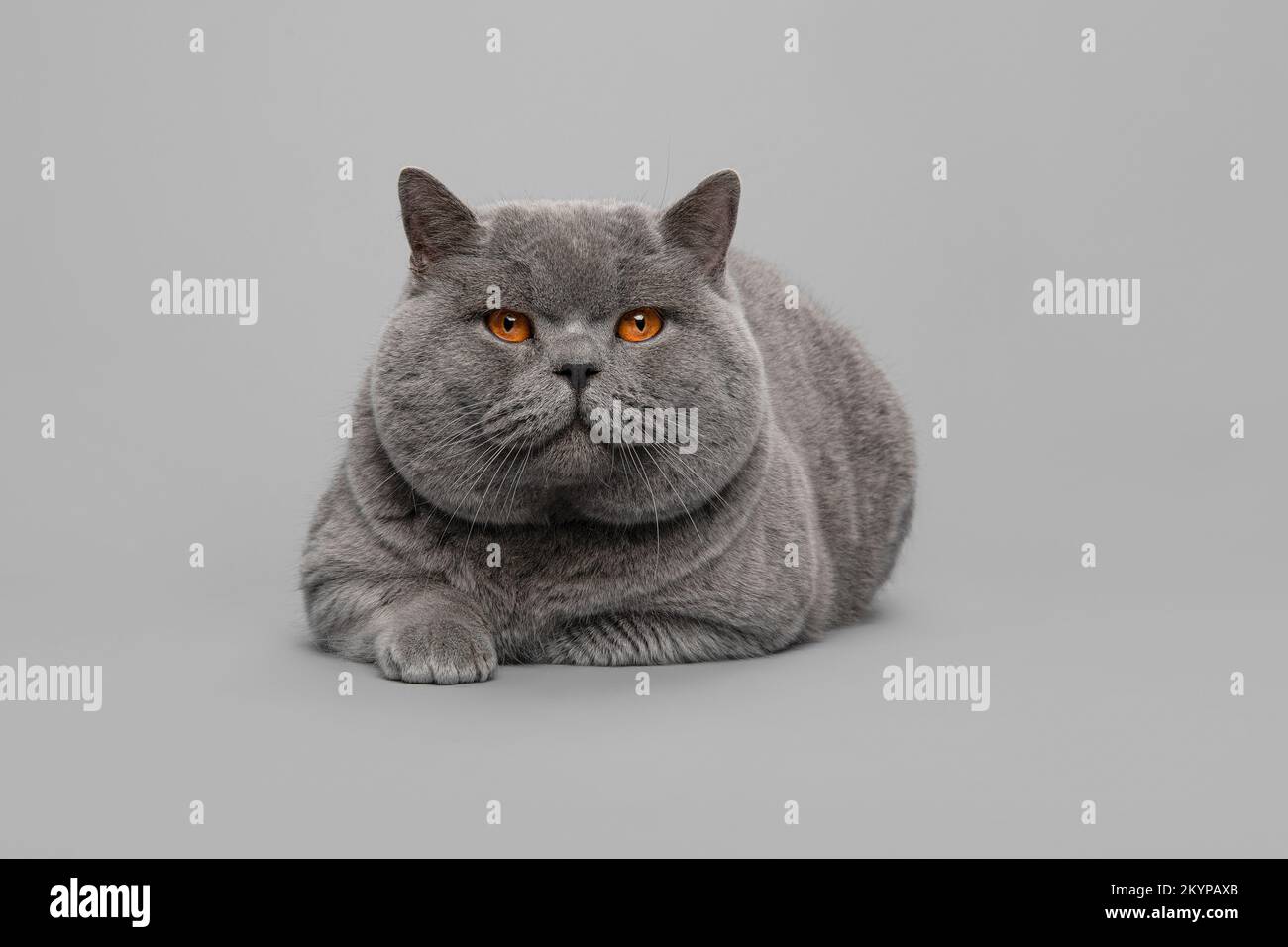 Grey purebred british shorthair cat with orange eyes lying down ...