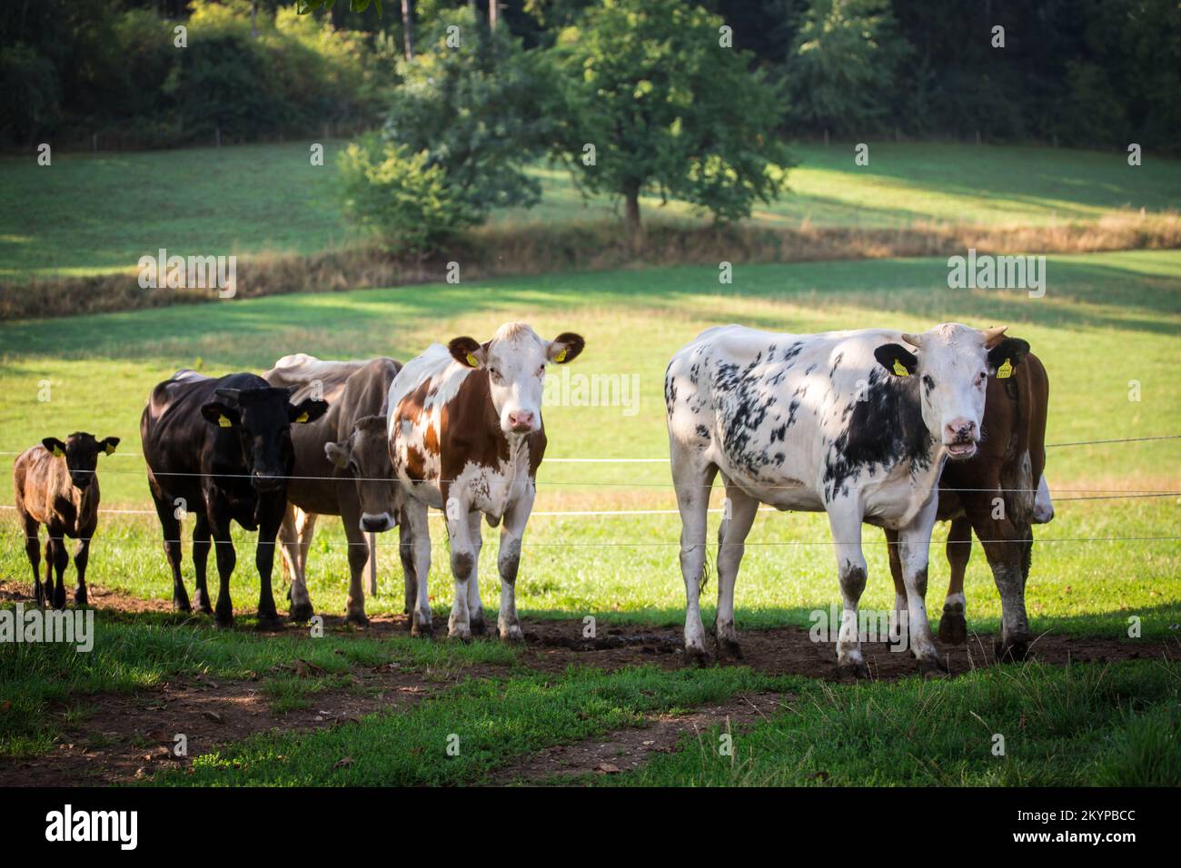 Free range cattle in the summer Stock Photo - Alamy