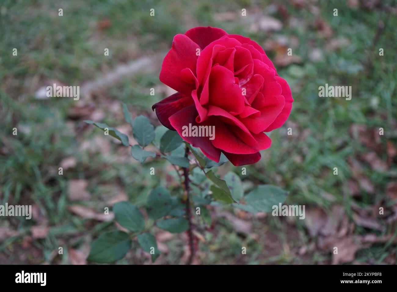 Mr linkle rose hi-res stock photography and images - Alamy